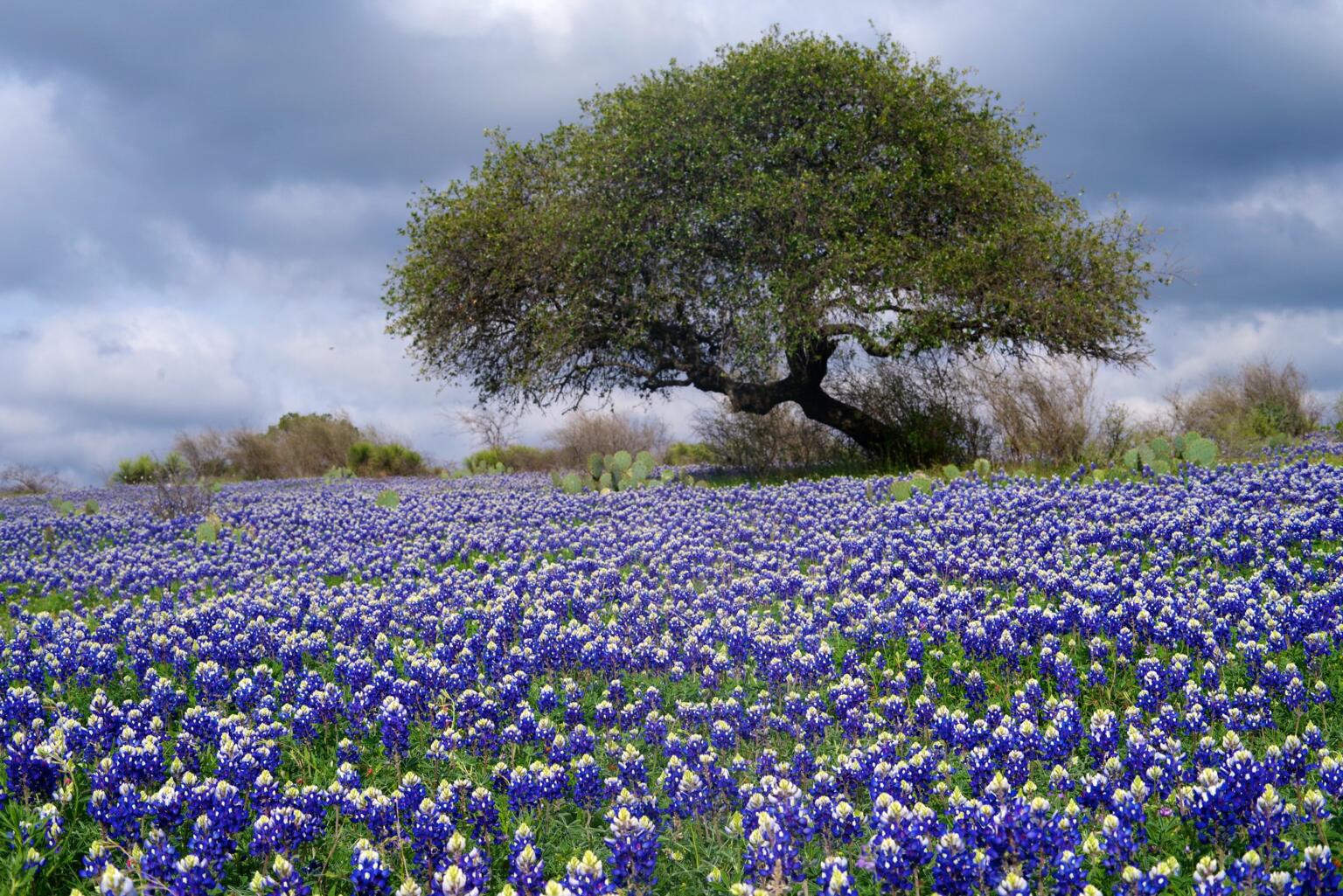 State Symbols of Texas: Fun and Quirky Facts | Texapedia